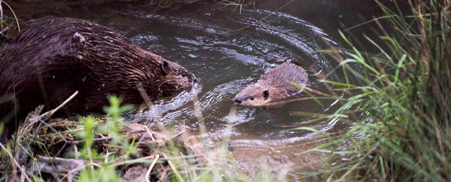 Boulder Mountain Guest Ranch In Utah, United States | Glamping.com